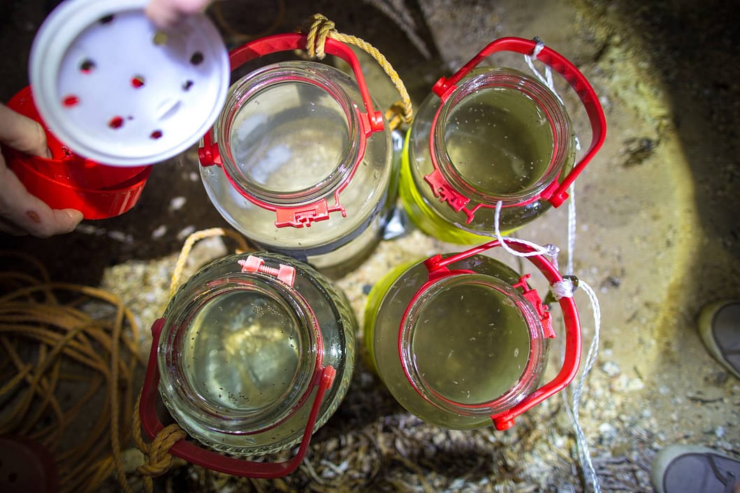 How to: Sea Fireflies - Tdub Photo